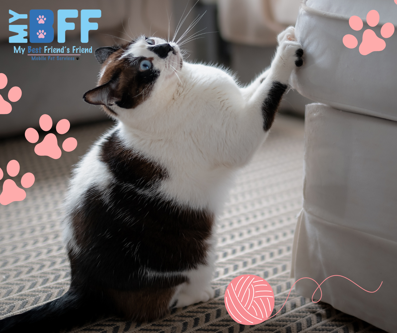 How to Get Your Pets to Stop Scratching & Chewing On Your Stuff