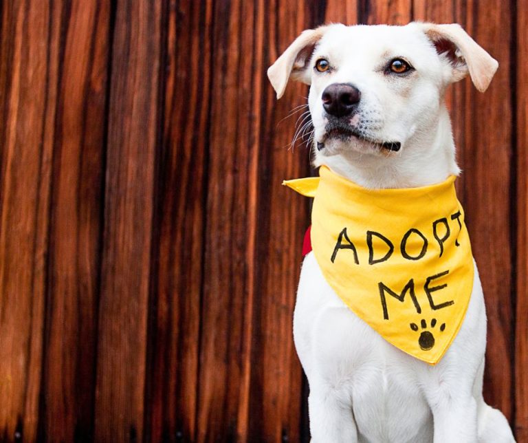 The Ultimate Checklist for First-Time Pet Owners | My BFF